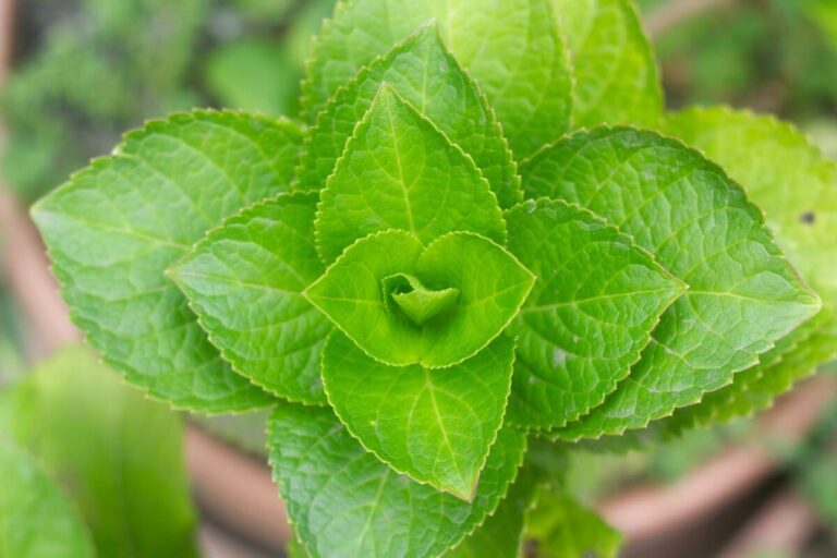 The Best Examples for Light Energy (A Comprehensive Guide)